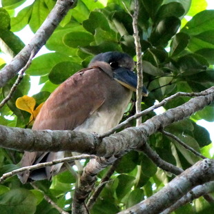 arapapá (Cochlearius cochlearius) | WikiAves - A Enciclopédia das Aves ...