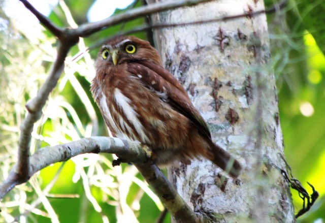 Foto caburé (Glaucidium brasilianum) Por Sandro Figueiredo | Wiki Aves ...