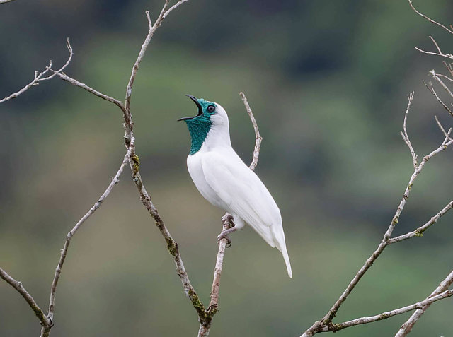 Foto araponga (Procnias nudicollis) Por Miguel Veronez | Wiki Aves - A ...