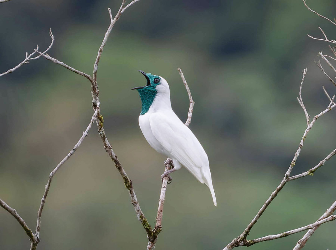 Foto araponga (Procnias nudicollis) Por Miguel Veronez | Wiki Aves - A ...