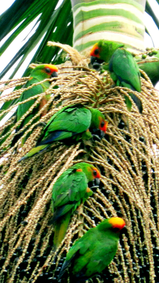 Foto jandaia-de-testa-vermelha (Aratinga auricapillus) Por Wagner T ...