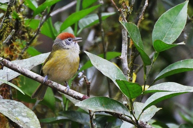 Foto verdinho-coroado (Hylophilus poicilotis) Por Norica Iglesias ...