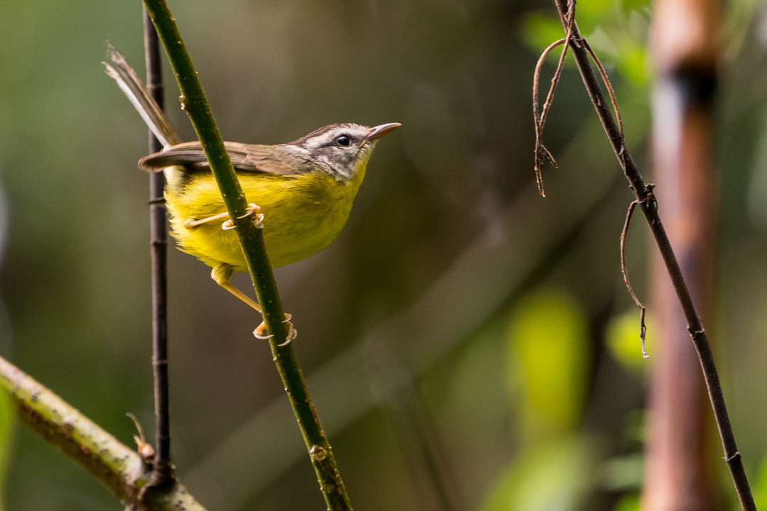 Foto pula-pula (Basileuterus culicivorus) Por Joao Quental | Wiki Aves ...