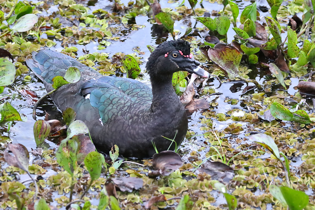 Foto pato-do-mato (Cairina moschata) Por Lorenzo Palma | Wiki Aves - A ...