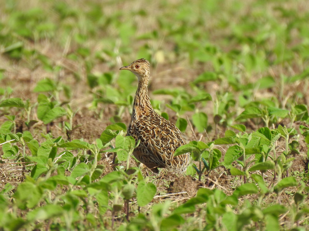 Foto codorna-amarela (Nothura maculosa) Por Rafael Peter | Wiki Aves ...