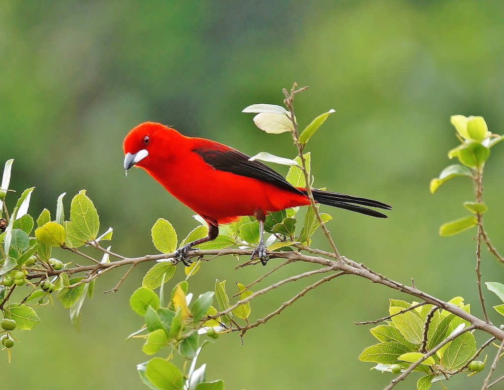 Foto tiê-sangue (Ramphocelus bresilia) Por Lucia Calvet | Wiki Aves - A ...