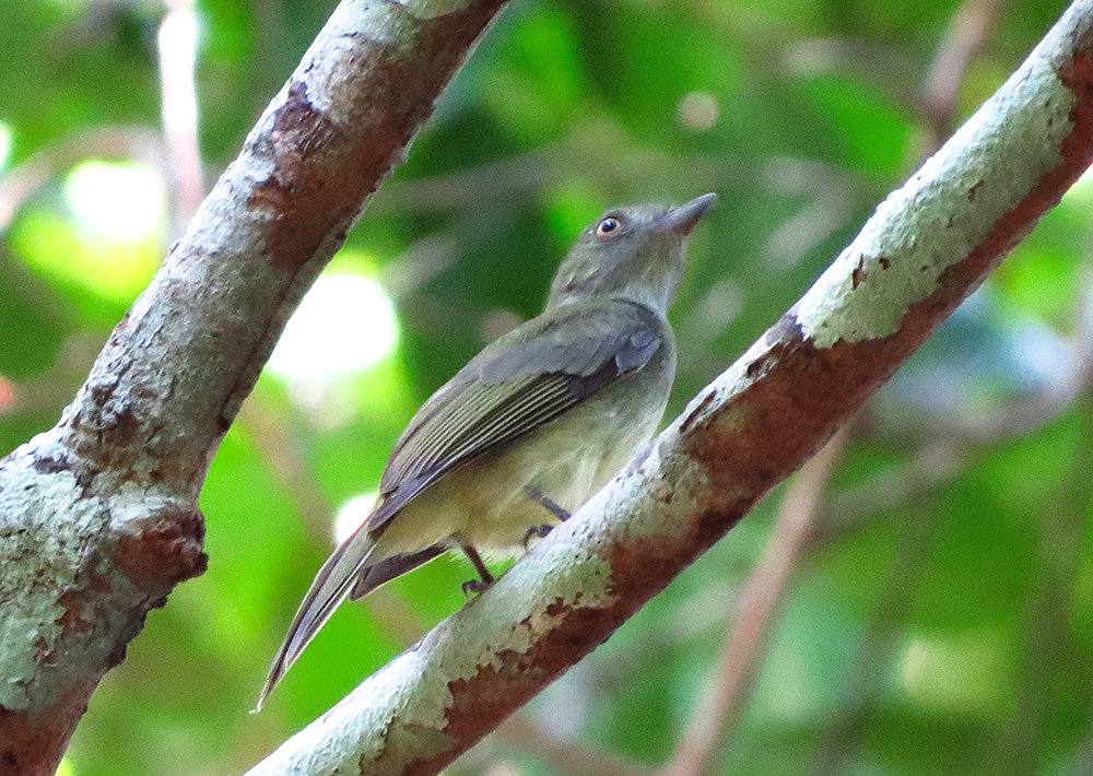 Foto fruxu-de-barriga-amarela (Neopelma sulphureiventer) Por Fernando ...
