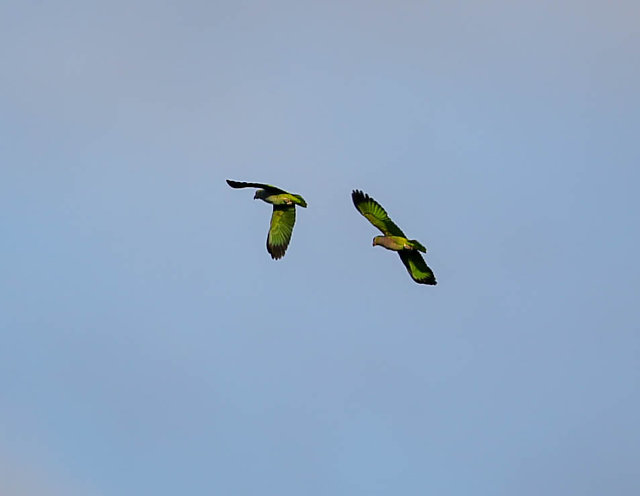 Foto papagaio-de-peito-roxo (Amazona vinacea) Por Claudio Furini | Wiki ...