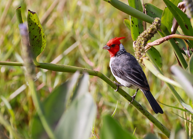 Foto cardeal (Paroaria coronata) Por Luiz Moura | Wiki Aves - A ...