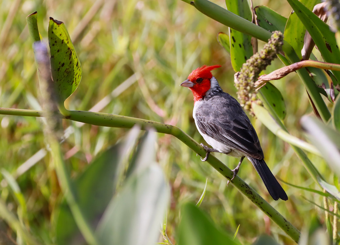 Foto cardeal (Paroaria coronata) Por Luiz Moura | Wiki Aves - A ...