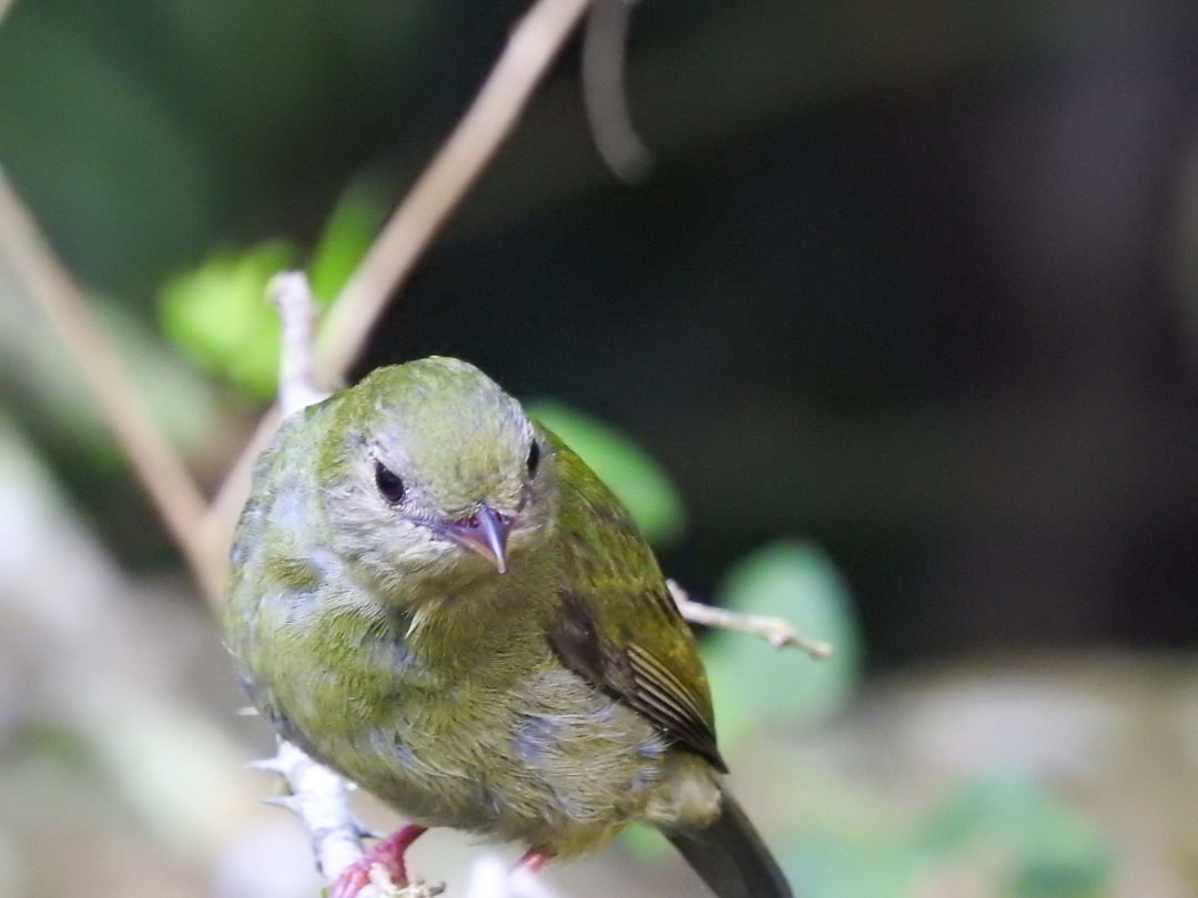 Foto tangará (Chiroxiphia caudata) Por Rafael Juchem | Wiki Aves - A ...
