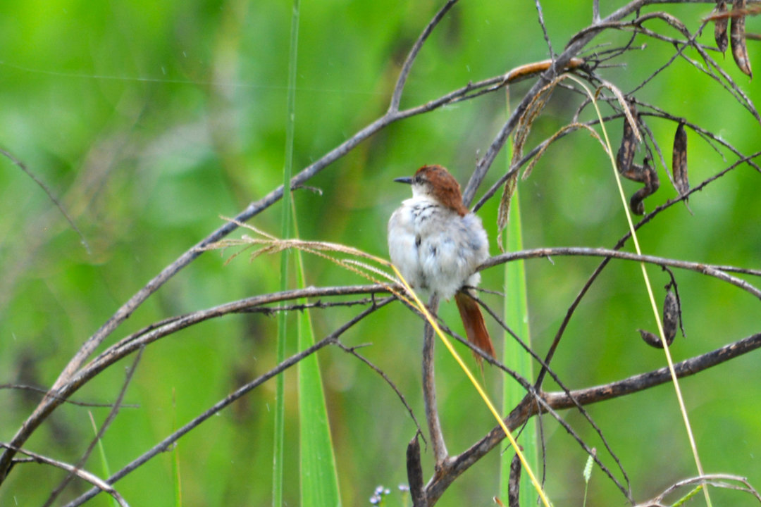 Foto choró-boi (Taraba major) Por Alexandre Correia | Wiki Aves - A ...