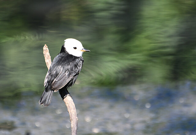 Foto freirinha (Arundinicola leucocephala) Por Roberto Pitui | Wiki ...