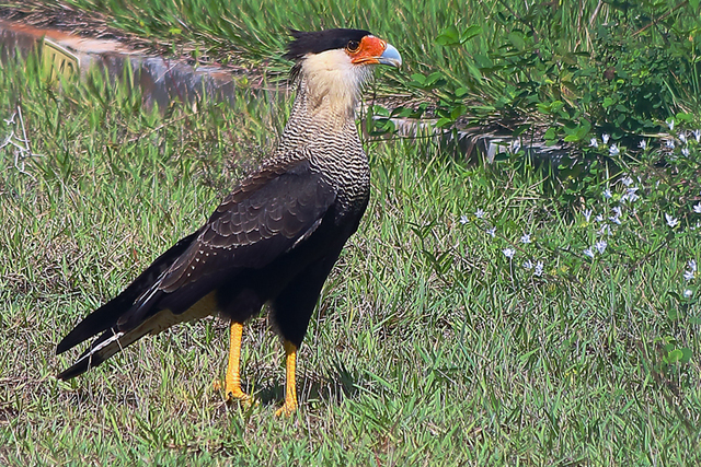 Foto carcará (Caracara plancus) Por Rafael Cerqueira | Wiki Aves - A ...