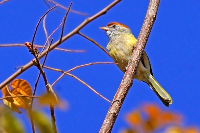 Foto vite-vite-de-olho-cinza (Hylophilus amaurocephalus) Por Alex ...