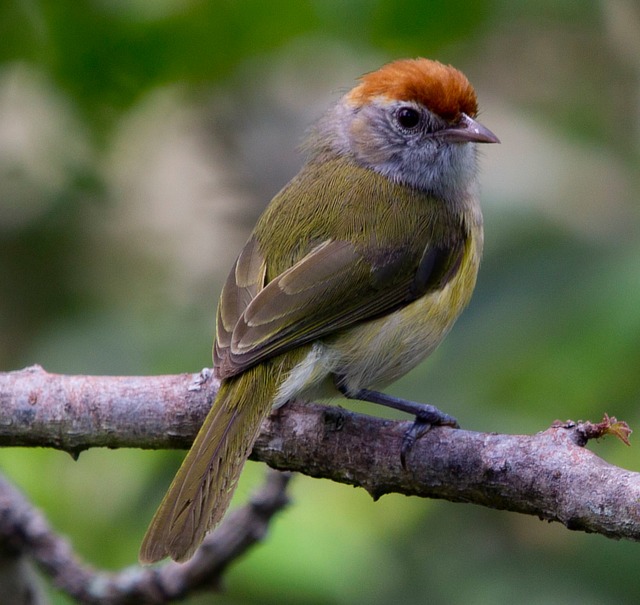 Foto vite-vite-de-olho-cinza (Hylophilus amaurocephalus) Por Jaelson ...