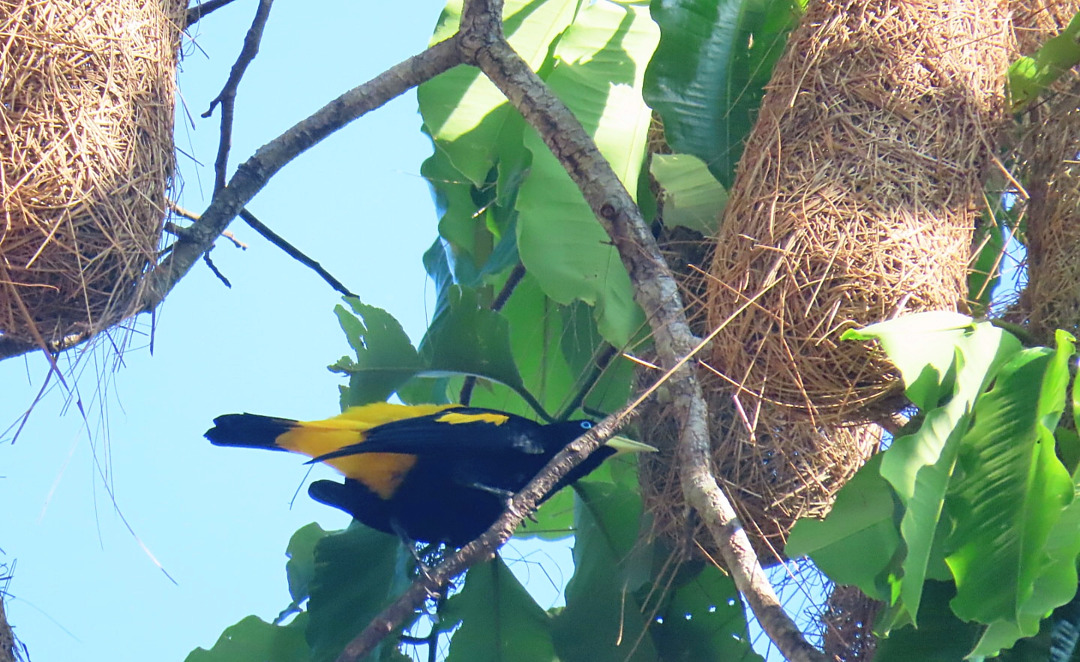 Foto xexéu (Cacicus cela) Por Adriano M. Silva | Wiki Aves - A ...