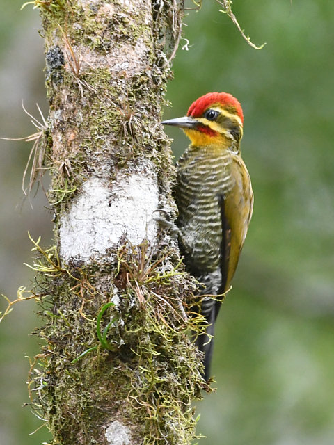 Foto pica-pau-dourado (Piculus aurulentus) Por Rubia W. Speck Loes ...