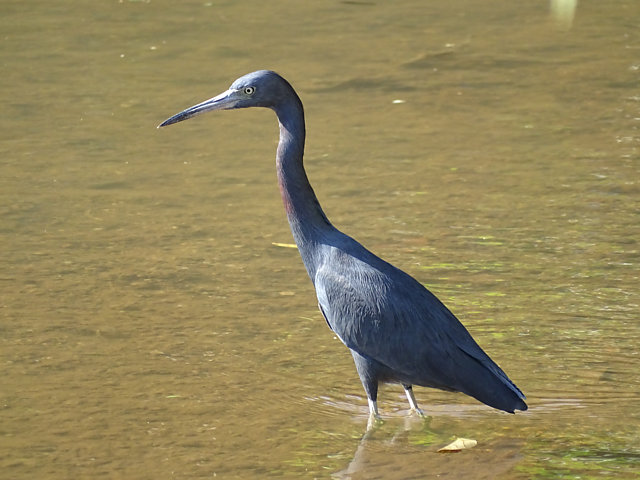 Foto garça-azul (Egretta caerulea) Por Milton Ferreira | Wiki Aves - A ...
