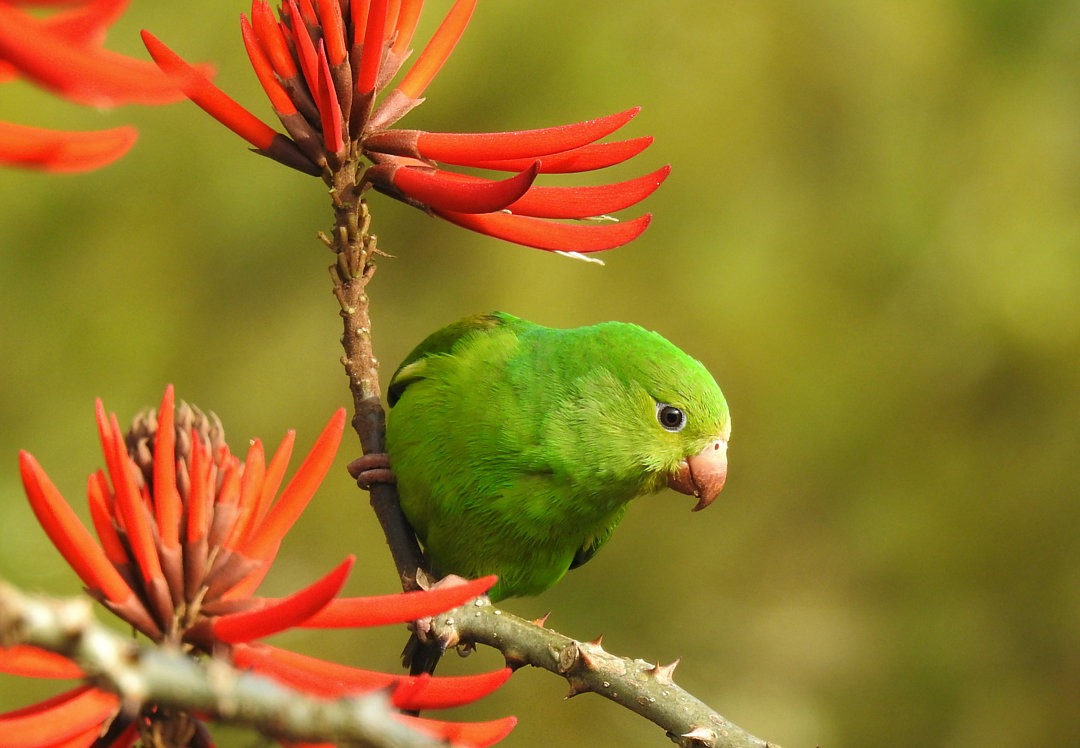 Foto periquito-rico (Brotogeris tirica) Por Jean Michel Gepfrie | Wiki ...