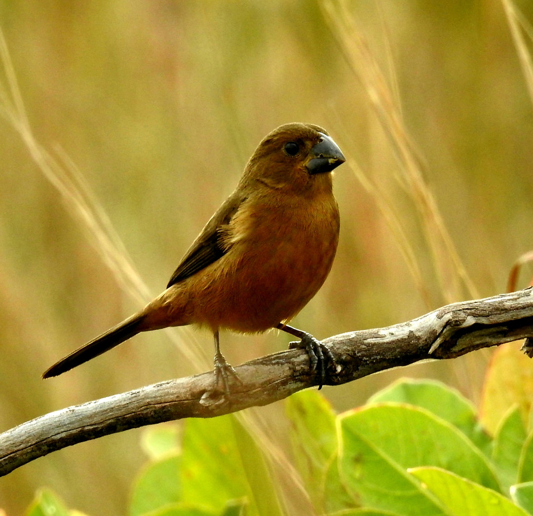 Foto curió (Sporophila angolensis) Por Andre (Macuco) | Wiki Aves - A ...