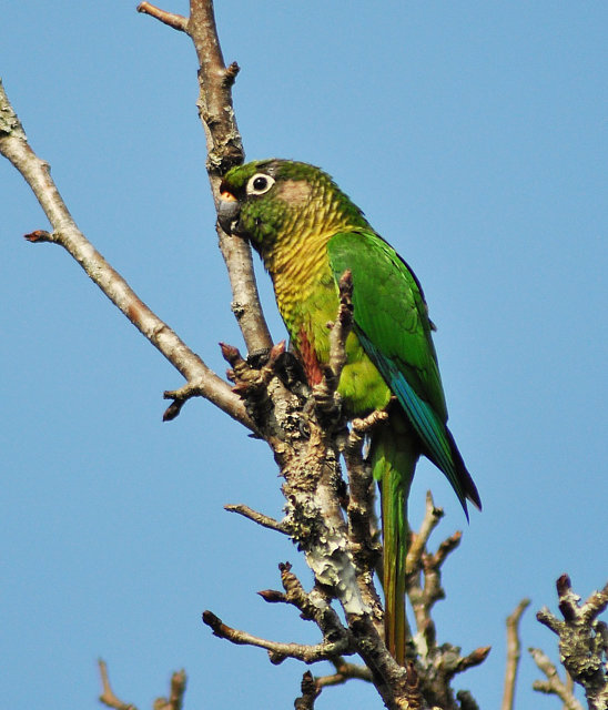 Foto tiriba-de-testa-vermelha (Pyrrhura frontalis) Por Daniel Brazil ...