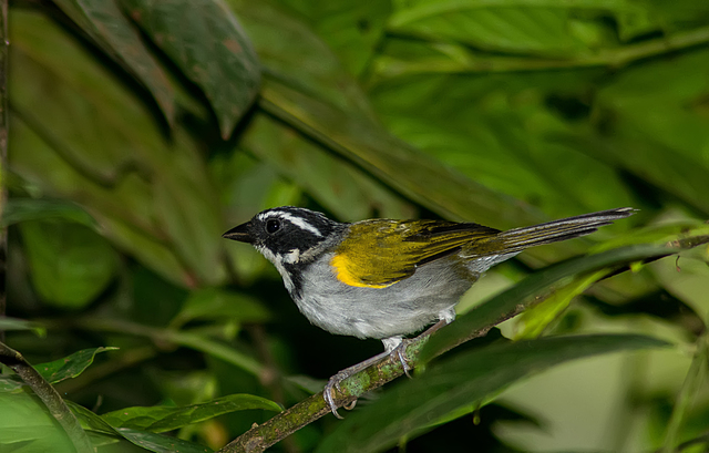 Foto tico-tico-de-bico-preto (Arremon taciturnus) Por Gustavo Araujo ...