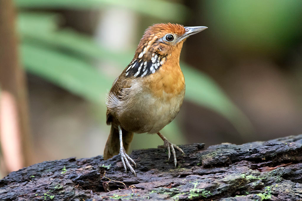 Foto uirapuru-da-guiana (Cyphorhinus arada) Por Rita Carvalho | Wiki ...