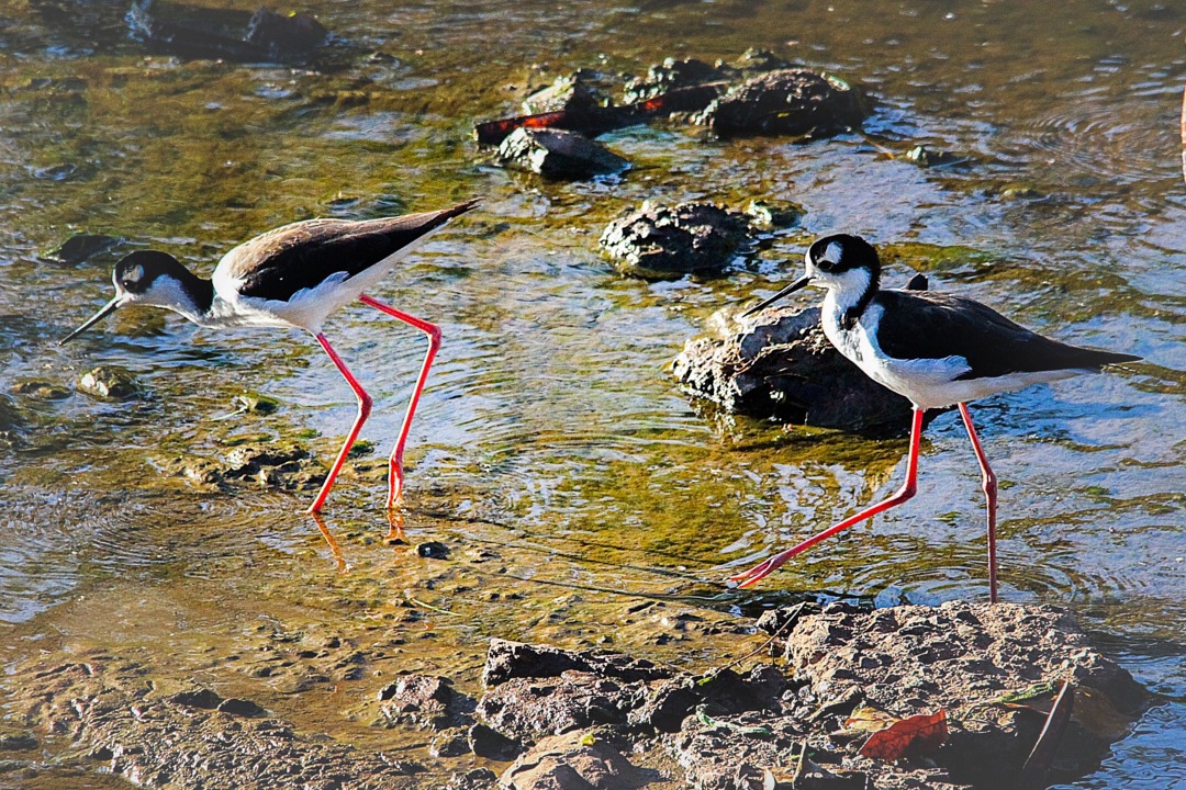 Foto pernilongo-de-costas-negras (Himantopus mexicanus) Por Marcelo ...