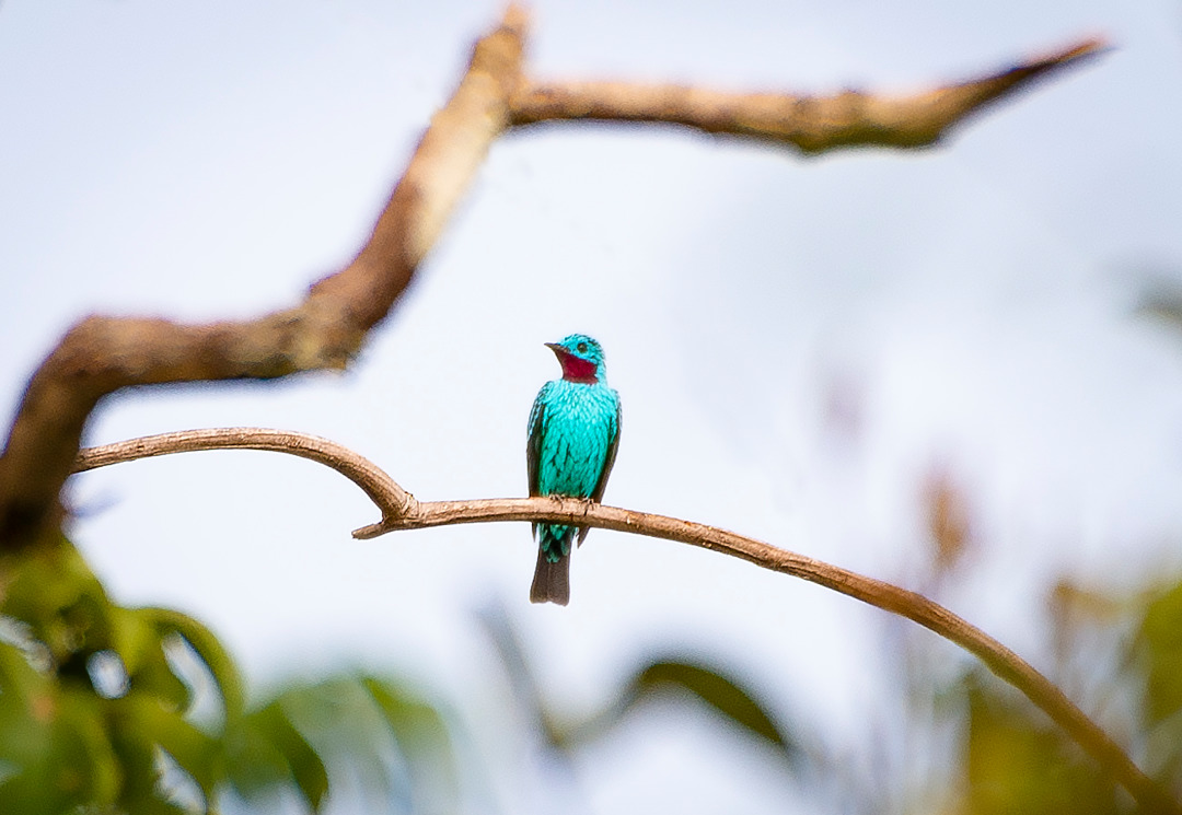 Foto anambé-azul (Cotinga cayana) Por Hilton Filho | Wiki Aves - A ...
