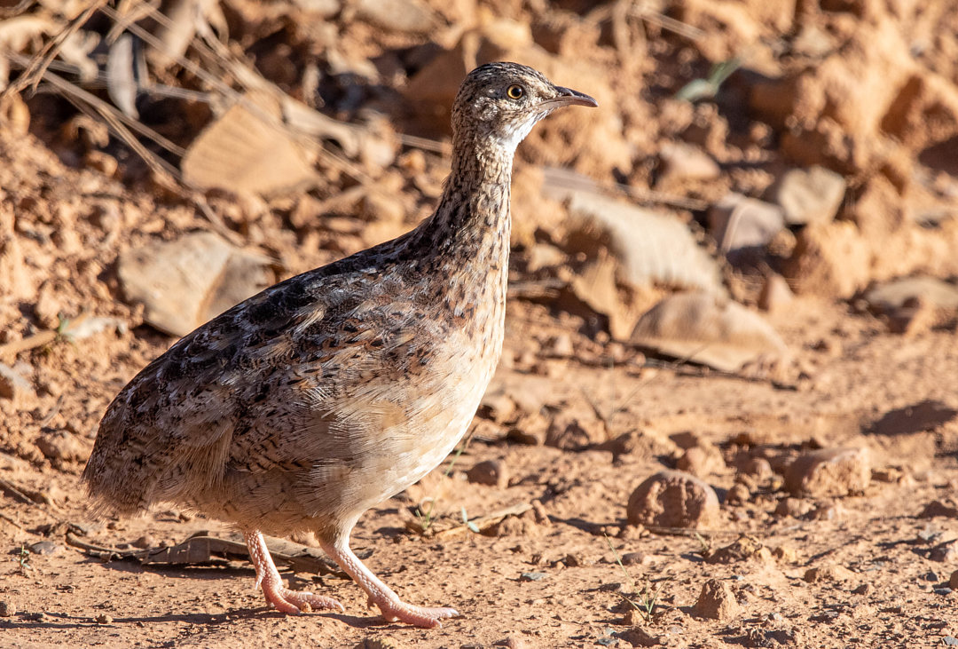 Foto codorna-mineira (Nothura minor) Por Fred Crema | Wiki Aves - A ...