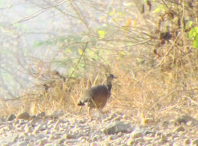 Foto zabelê (Crypturellus zabele) Por Sérgio Amaral | Wiki Aves - A ...