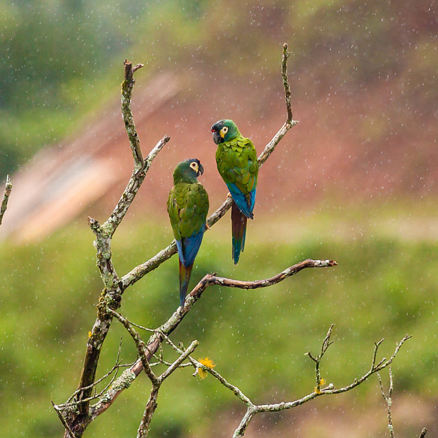 Foto maracanã (Primolius maracana) Por Lecio Narciso | Wiki Aves - A ...