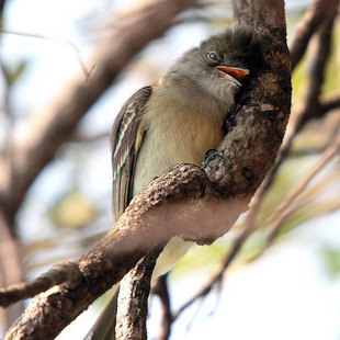guaracava-grande (Elaenia spectabilis) | WikiAves - A Enciclopédia das ...