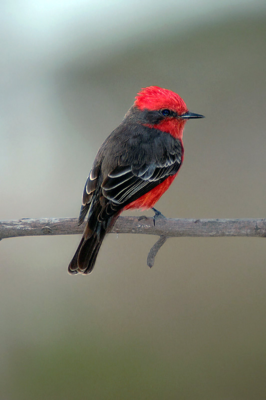 Foto príncipe (Pyrocephalus rubinus) Por Roberto Gallacci | Wiki Aves ...