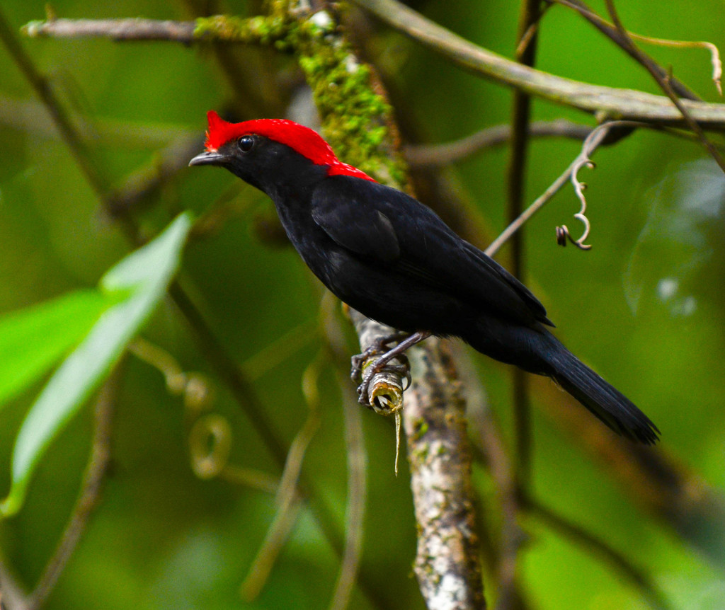 Foto soldadinho (Antilophia galeata) Por Saulo Gomes | Wiki Aves - A ...
