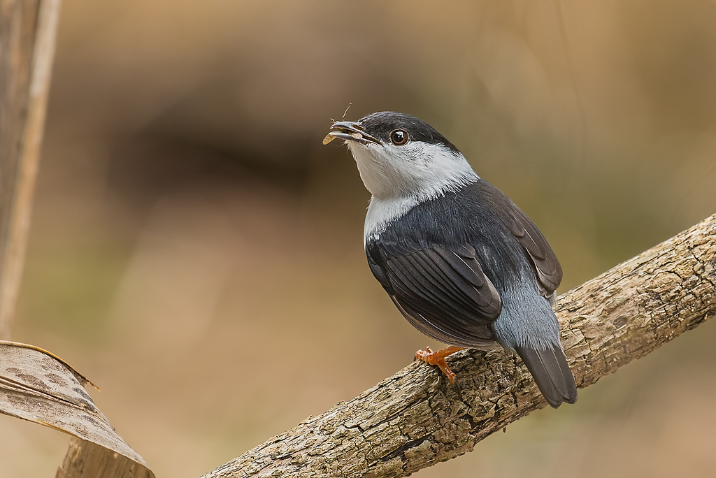Foto rendeira (Manacus manacus) Por Eduardo S. Neves | Wiki Aves - A ...