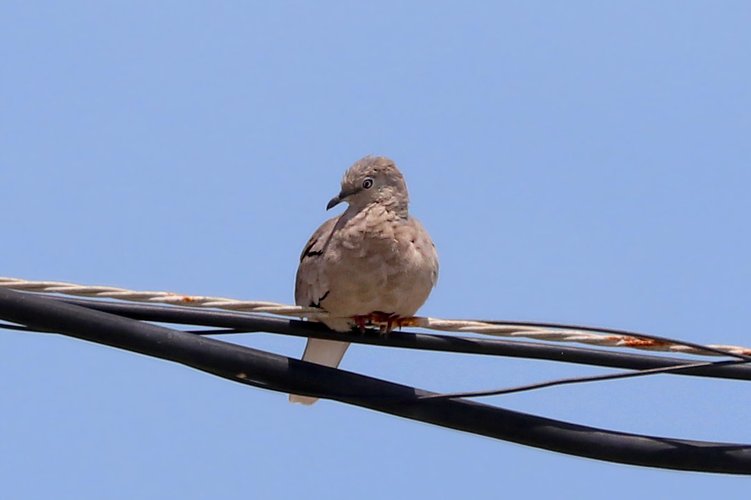 Foto rolinha-picuí (Columbina picui) Por Lorenzo Palma | Wiki Aves - A ...