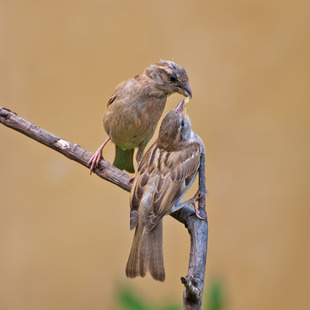 Passeridae | WikiAves - A Enciclopédia das Aves do Brasil
