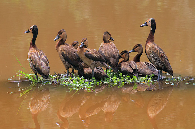 Foto irerê (Dendrocygna viduata) Por Roberto Gallacci | Wiki Aves - A ...