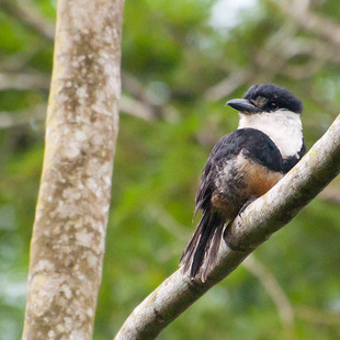 macuru-de-barriga-castanha (Notharchus swainsoni) | WikiAves - A ...