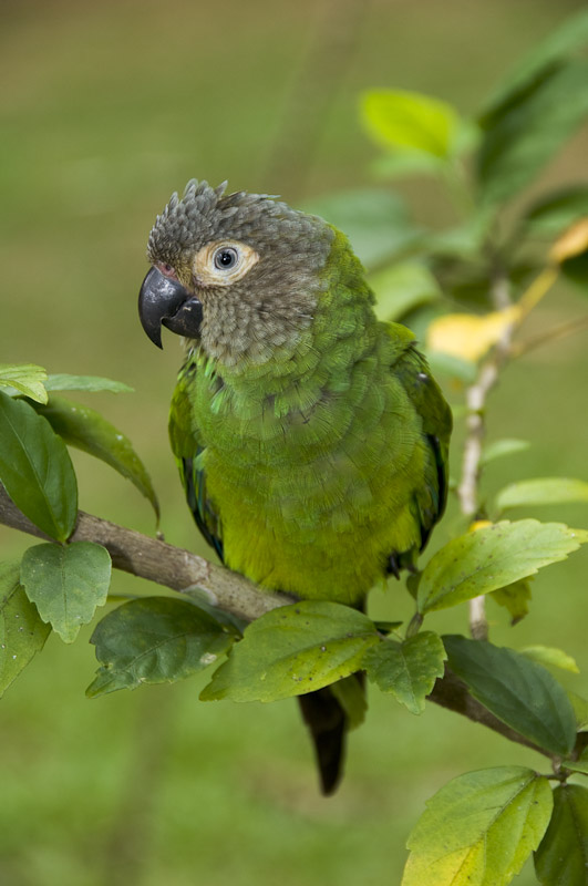 Foto periquito-de-cabeça-suja (Aratinga weddellii) Por Marcos Amend ...