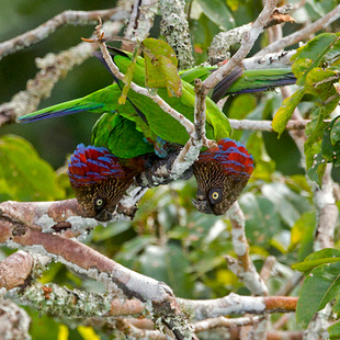 anacã (Deroptyus accipitrinus) | WikiAves - A Enciclopédia das Aves do ...