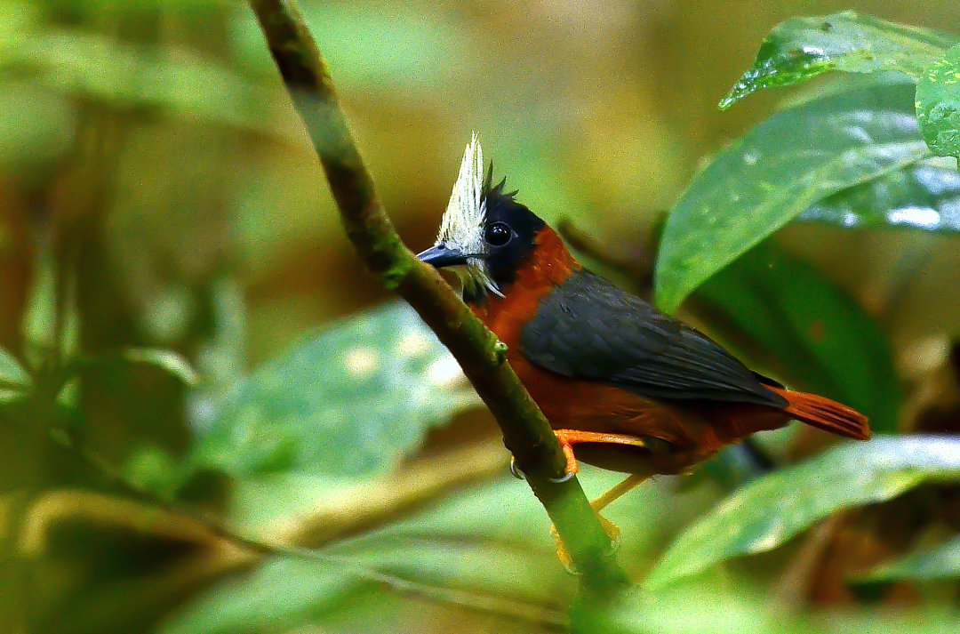 Foto papa-formiga-de-topete (Pithys albifrons) Por Luiz Fernando ...