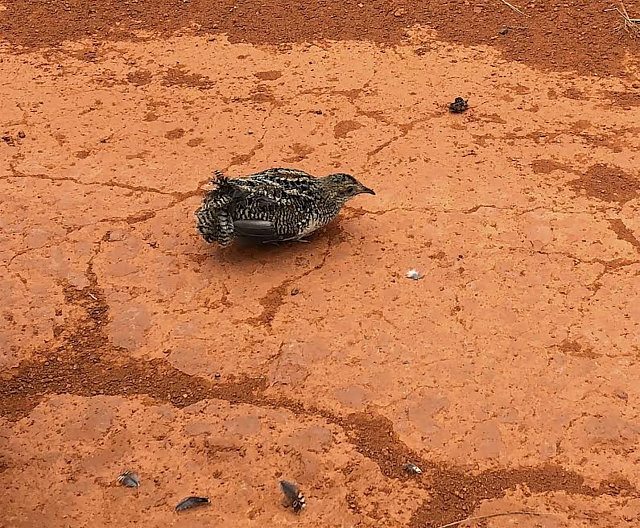 Foto codorna-carapé (Taoniscus nanus) Por Elossandro Coelho | Wiki Aves ...