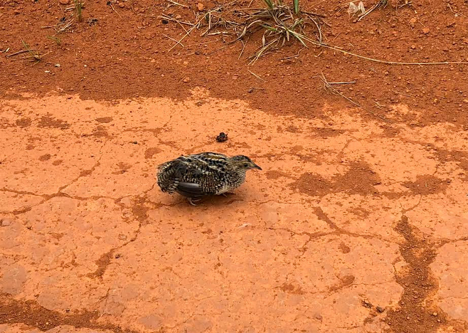 Foto codorna-carapé (Taoniscus nanus) Por Elossandro Coelho | Wiki Aves ...
