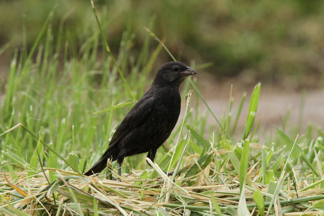 Foto chupim (Molothrus bonariensis) Por Adriana Casali | Wiki Aves - A ...