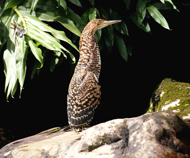 Foto socó-jararaca (Tigrisoma fasciatum) Por Marcelo Crespim | Wiki ...