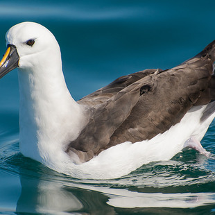 Diomedeidae | WikiAves - A Enciclopédia das Aves do Brasil