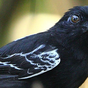 choca-selada (Thamnophilus cryptoleucus) | WikiAves - A Enciclopédia ...